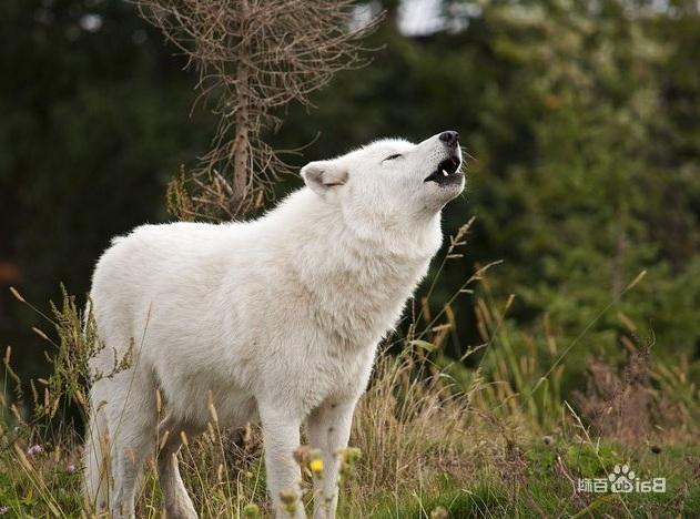 《疯狂动物城》（Zootopia）中有哪些有趣的细节？ - 知乎