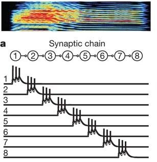 大脑中的计时器：HVC 和共火链模型 - 知乎