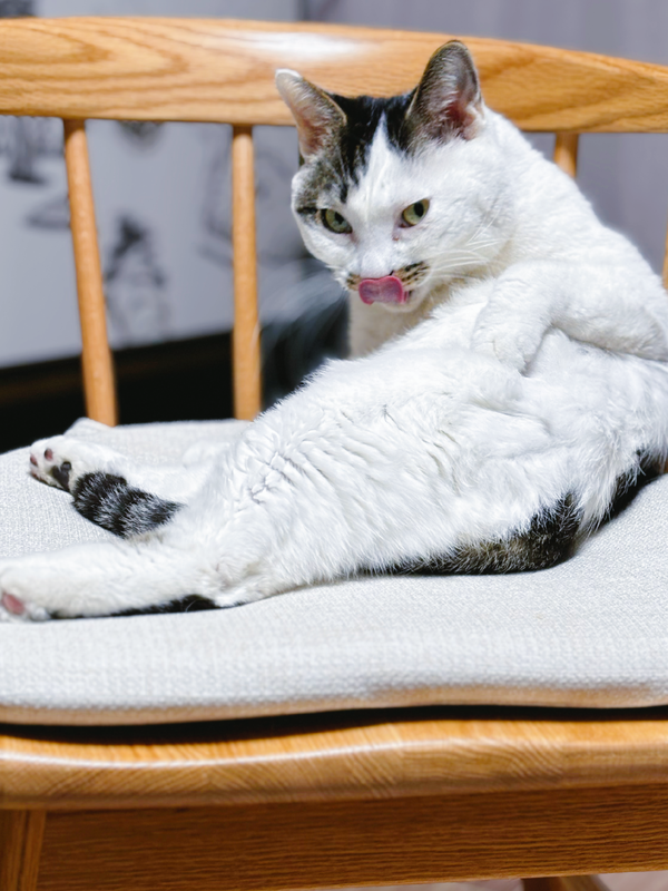 舒小娴 的想法: 猫界谢广坤 | 大豪，眼神说明一切😎你说你瞅啥呢？俺改名字了，以后，都叫我广坤叔😎俺是猫界谢广坤… - 知乎