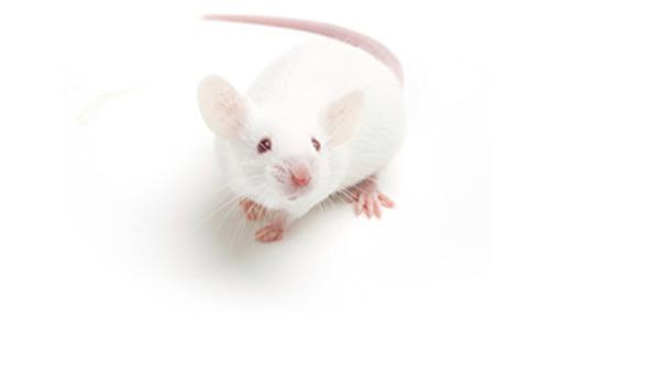 c57bablc祖先 的想法: AL小鼠和Ai14reporter小鼠？ | AL小鼠遗传背景：①起源：起源于A系和未知品系杂交鼠，随后采用近 ...