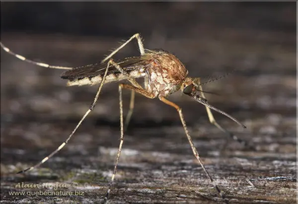 三眼乌鸦 的想法: 极地吸血鬼：北极沼蚊（Arctic mosquito） | 北极沼蚊（Aedes nigripes）是一种生活在地球最极端环境之一的伊蚊类昆虫，被认为是分布最北的蚊子之一 ...