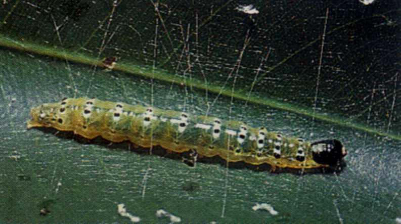 蝴蝶和蛾子的幼虫有什么区别？ - 知乎