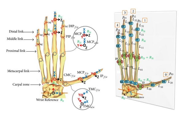 人手有多少自由度？ - 知乎