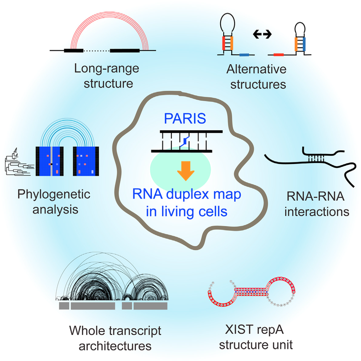 为什么 RNA 双链很稳定，但是生物体内 RNA 都是单链的呢？ - 知乎