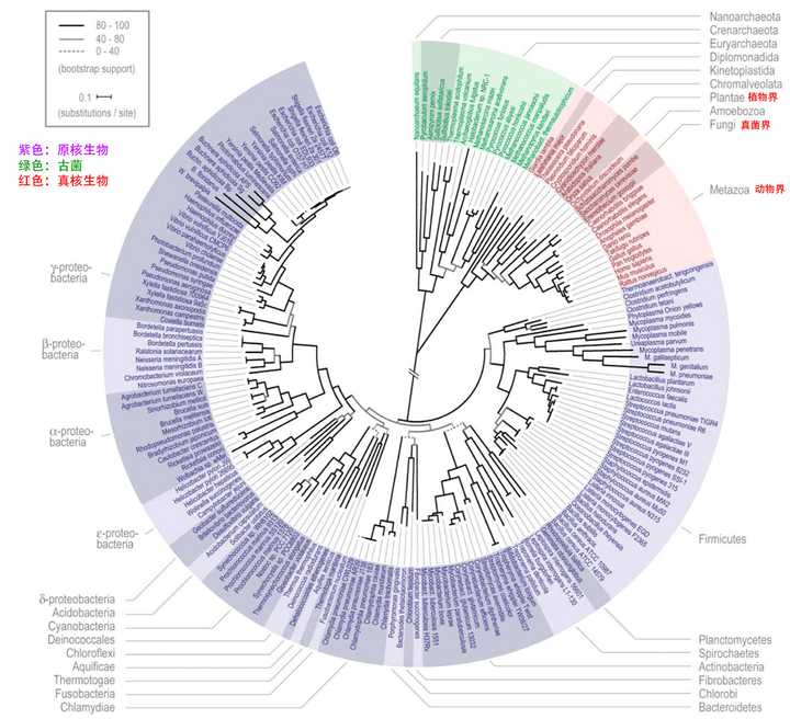 基因越复杂、生命周期越长的生物，进化就越慢吗？ - 知乎
