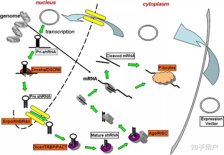 「RNA干扰」siRNA与shRNA的区别是什么？ - 知乎