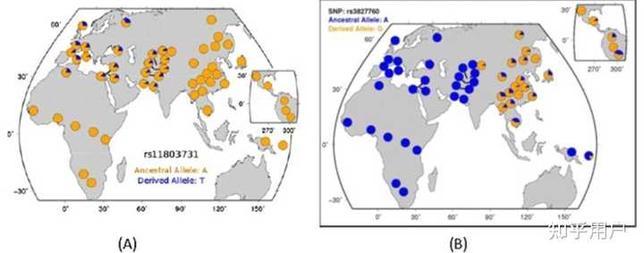 高加索人种的相貌特征是如何形成的？中东欧洲南亚的气候不尽相同，为何却不约而同地具备高鼻深目的外貌？ - 知乎