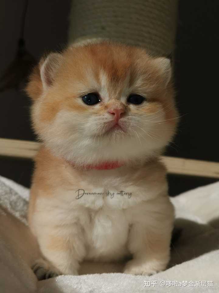 新手如何鉴别金渐层色号NY25、NY11、NY12的区别? - 知乎