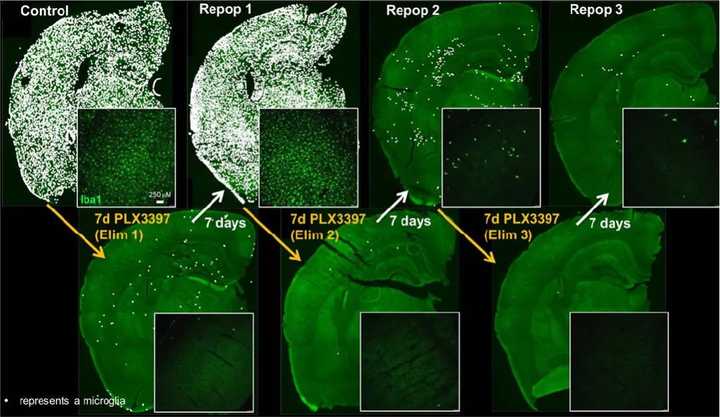PLX5622 (CSF1R 抑制剂）如何用于小胶质细胞清除, 有啥优势？ - 知乎