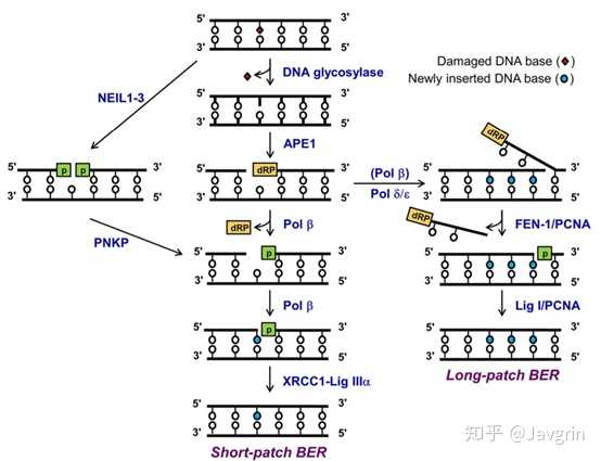 DNA损伤的修复类型有哪些？ - 知乎