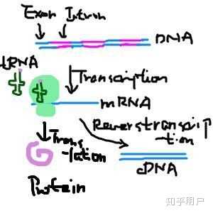 如何区分mRNA tRNA cDNA这些概念？ - 知乎