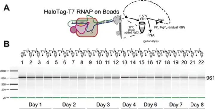 t7 体外转录原理在医学领域中有哪些潜在应用？ - 知乎
