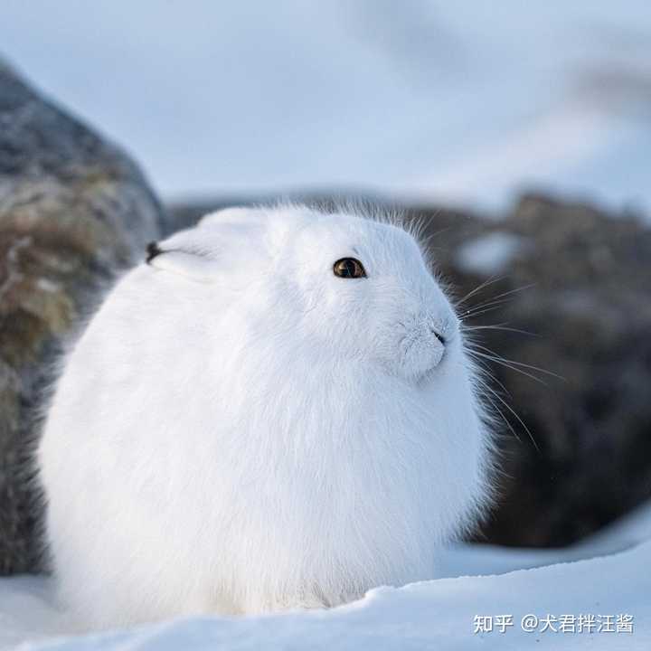 中国的兔子从哪儿来？是如何起源的？ - 知乎