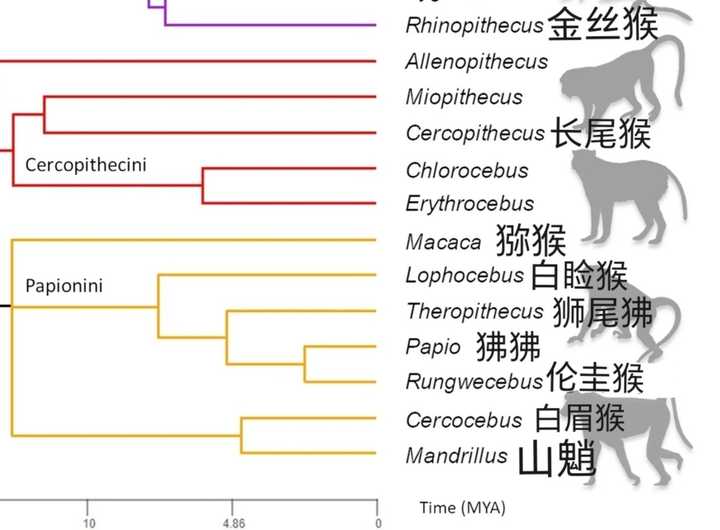为何科名尾字为「猴」的生物里，只有猕猴亚科的狒狒属、狮尾狒属、山魈属，其规范中文种名尾字非「猴」？ - 知乎
