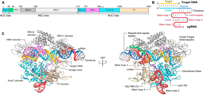 CRISPR/Cas9系统中的crRNA和tracrRNA是什么？ - 知乎