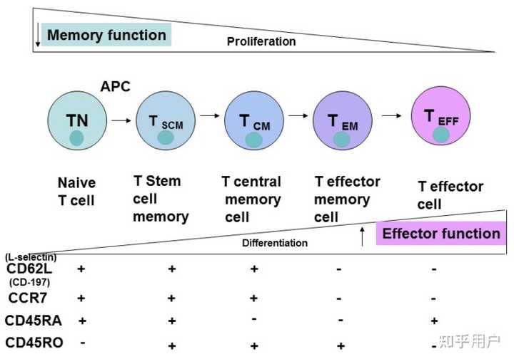 看到一些文献里提到central T cell，想知道这个到底是什么？ - 知乎