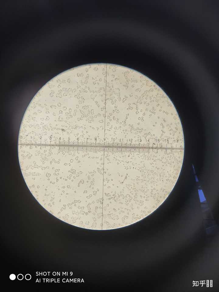 目镜测微尺是什么样的？ - 知乎