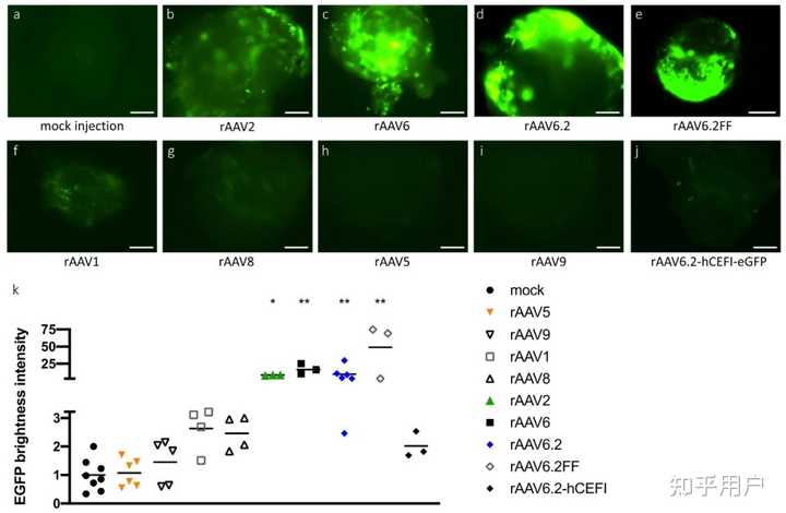 AAV/腺相关病毒感染肺部时血清型如何选择？ - 知乎