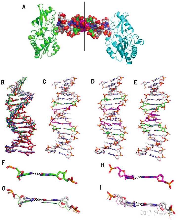 如何解读 2019年2月22日《科学》发表的合成生物学新突破「八碱基遗传系统Hachimoji」？ - 知乎