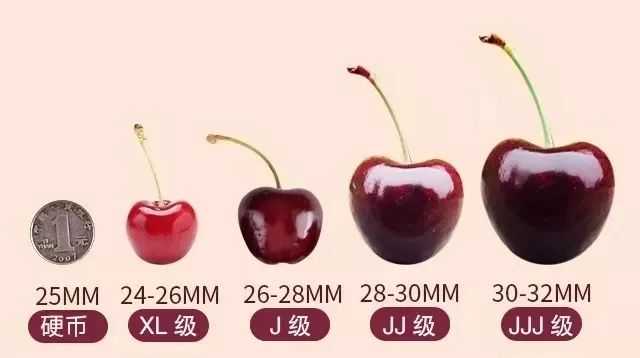 樱桃（车厘子）J级，JJ级，JJJ级，XL级代表什么意思？划分标准是？ - 知乎