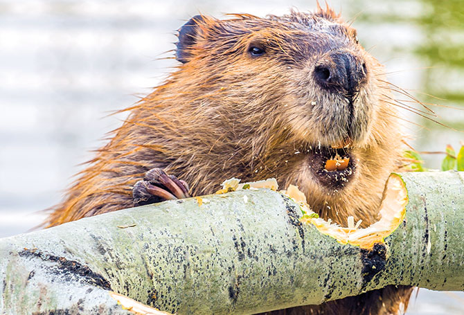Busy Beaver相关的内容以及对世界的影响有哪些? - 知乎