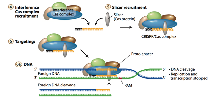CRISPR 到底是一种怎样的技术？ - 知乎