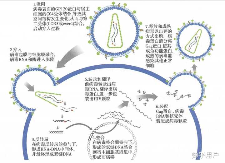 为什么hiv阻断药得吃28天呢 28天是基于什么原理的? - 知乎
