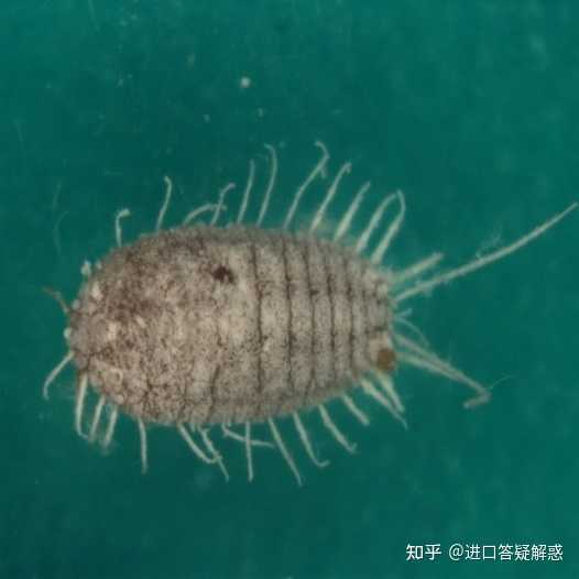 榴莲的编号和命名是怎么来的？ - 知乎