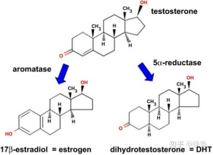 雄脱前额M形脱发处长出的小绒毛能长成头发吗？ - 知乎