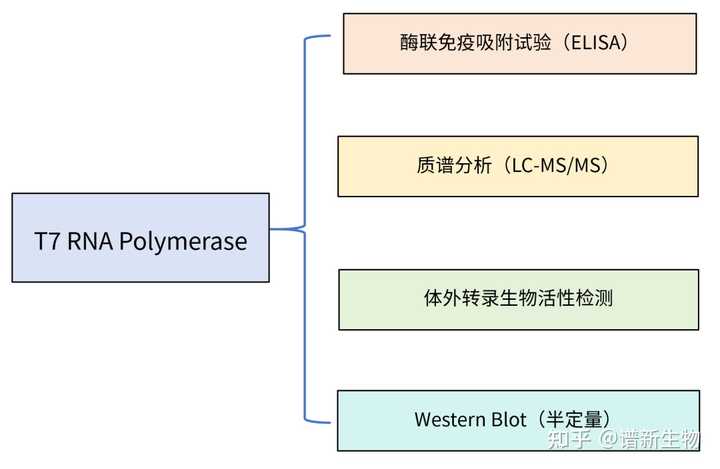 T7 RNA酶怎样转录单链DNA？ - 知乎