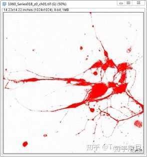 有哪些实用的ImageJ使用技巧？ - 知乎