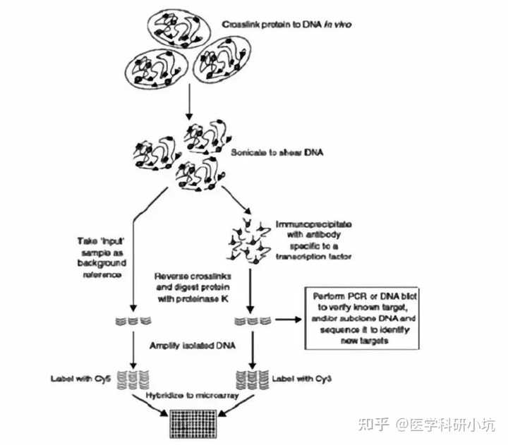 能讲解一下ChIP qPCR实验的详细步骤吗? - 知乎