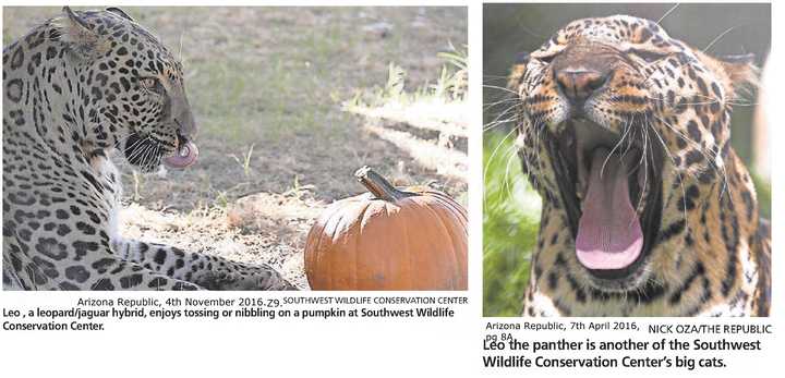 为什么《哪吒2》里面申小豹明显是花豹，而他的父亲和大哥都是黑豹? - 知乎