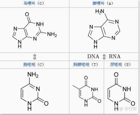 请问碱基对一共有几种？解释是什么？ - 知乎