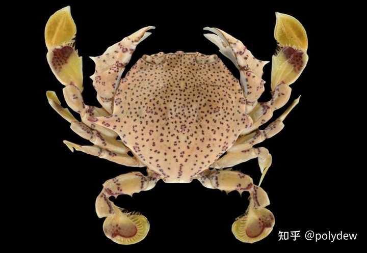 北海抓到的蟹（最后放生了） 这个是什么蟹? - 知乎