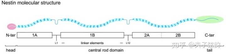 nestin和nidogen有什么区别？ - 知乎