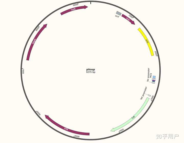 怎么让两种质粒共存在同一个微生物细胞中？ - 知乎