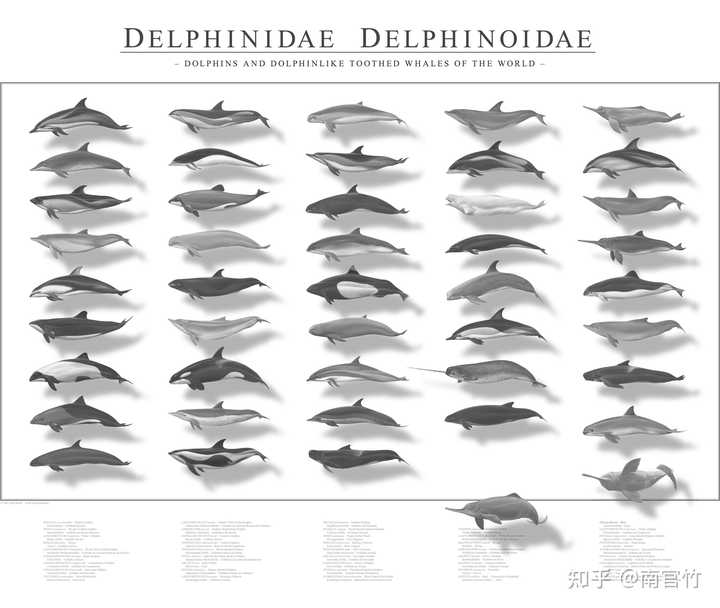 目前还有鲸偶蹄目这个叫法吗，虎鲸现在属于鲸目还是鲸偶蹄目呢？ - 知乎