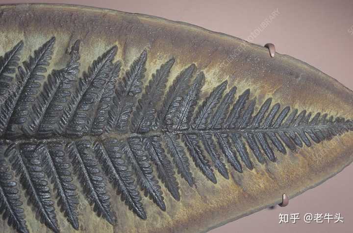 植物是怎么分类的？ - 知乎