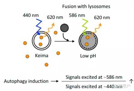 细胞自噬的检测方法有哪些？ - 知乎
