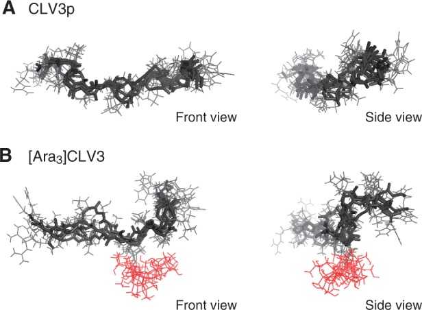 clv3突变体的表型有什么? - 知乎