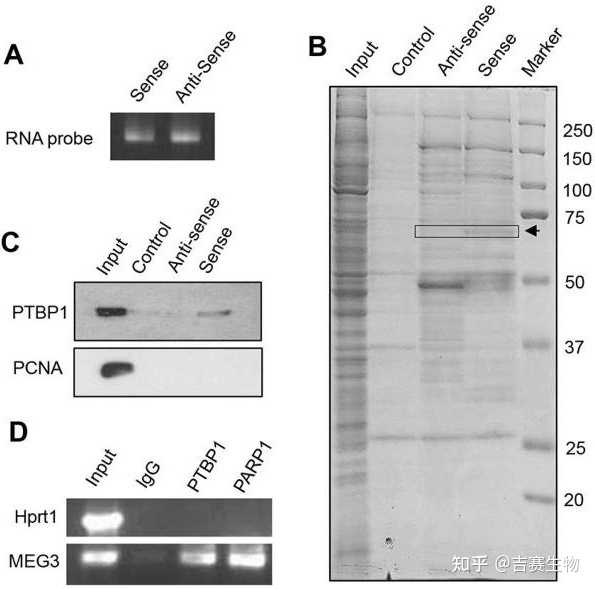 体外转录的RNA，用来做pulldown实验，但是未成功，怀疑是RNA降解了。大神请帮我看看？ - 知乎