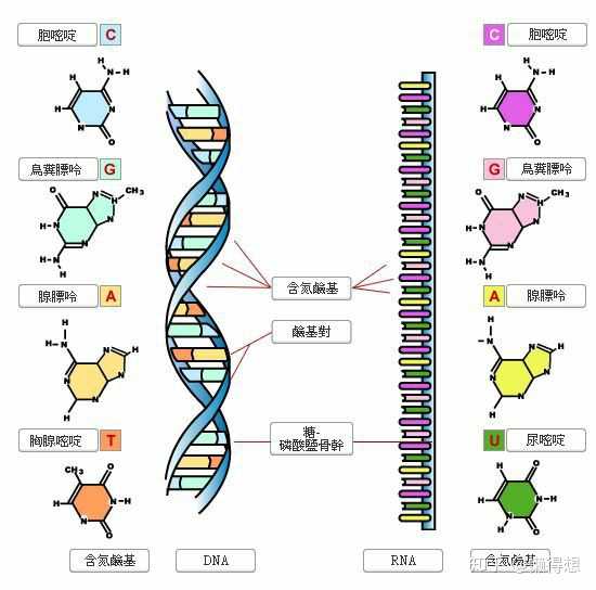 RNA 有什么作用，是什么物质？ - 知乎