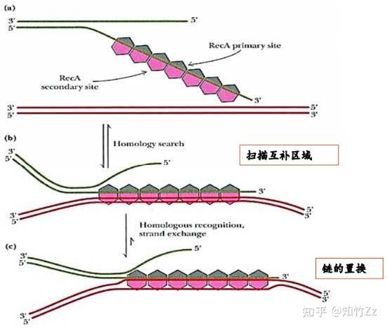 为什么会同源重组？同源重组的原理是什么？ - 知乎