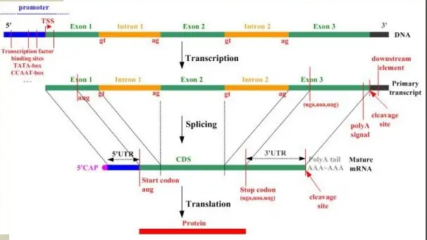 如何读懂基因组gff3注释文件? - 知乎