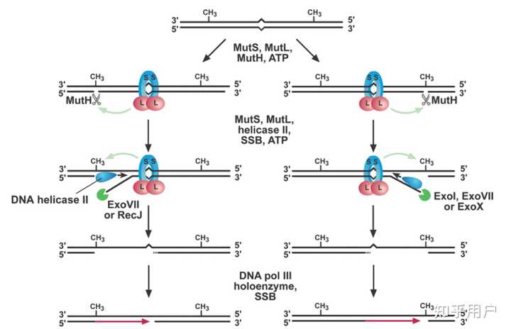 DNA损伤的修复类型有哪些？ - 知乎