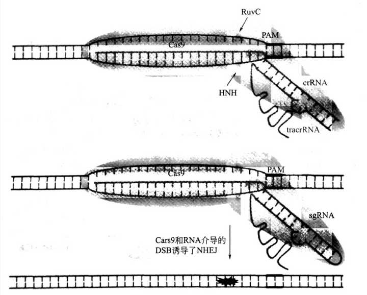 请问CRISPR/Cas9的整体原理是什么？ - 知乎