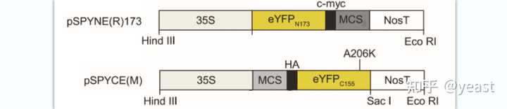 双分子荧光互补怎么做？有什么用？ - 知乎