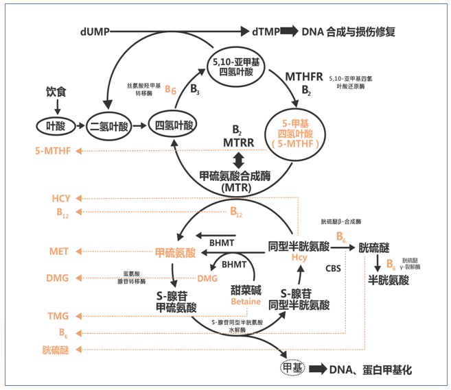 什么是Hcy？其危害是什么？ - 知乎