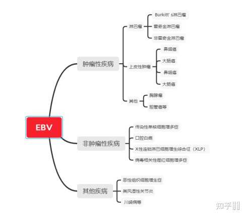 EB病毒是什么？体检EB抗体阳性该如何处理？ - 知乎